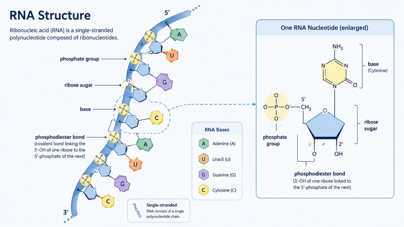 RNA Structure and Function | Reveal the Mystery of RNA
